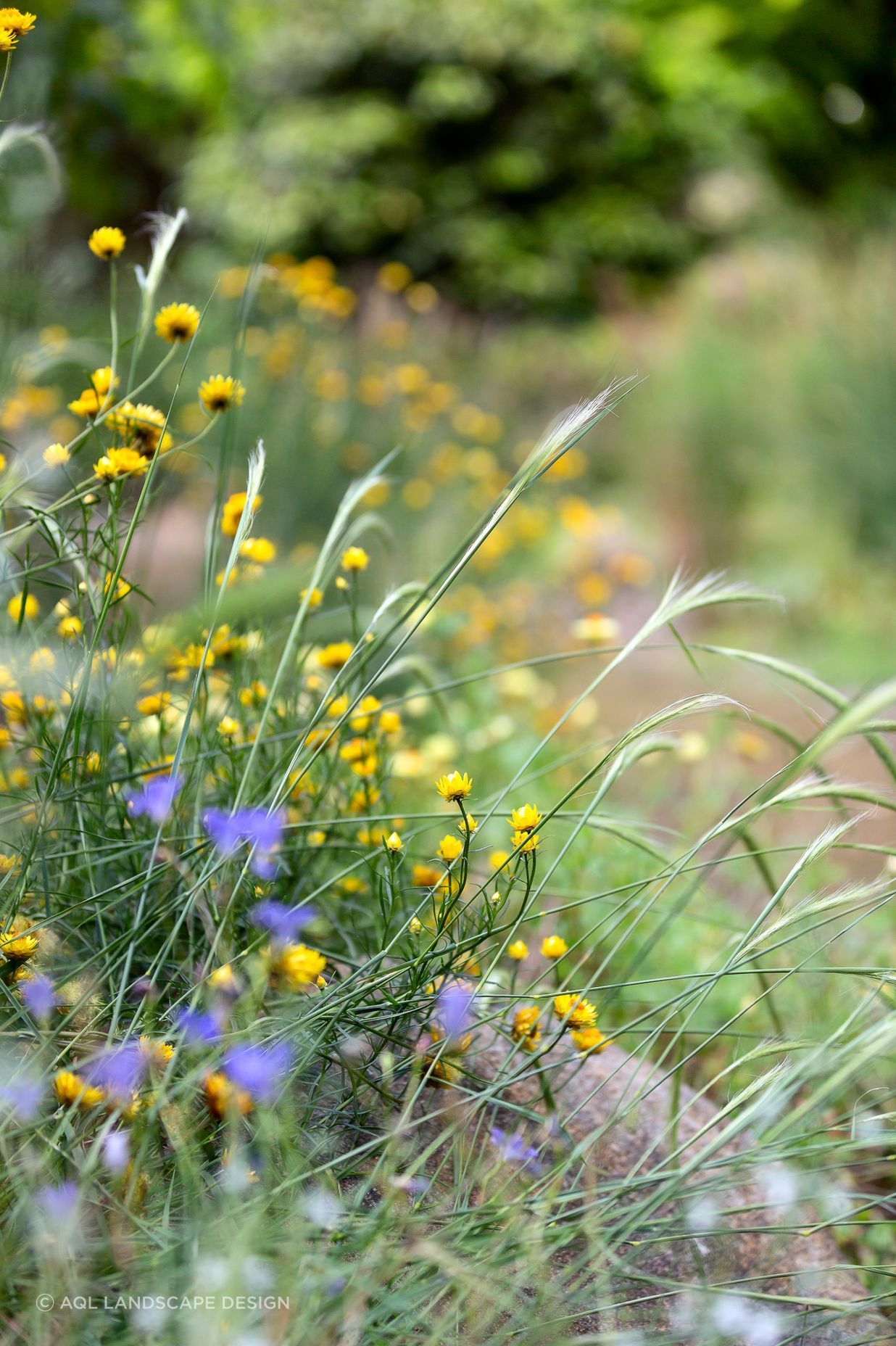 How a landscape designer can elevate your architecturally designed home