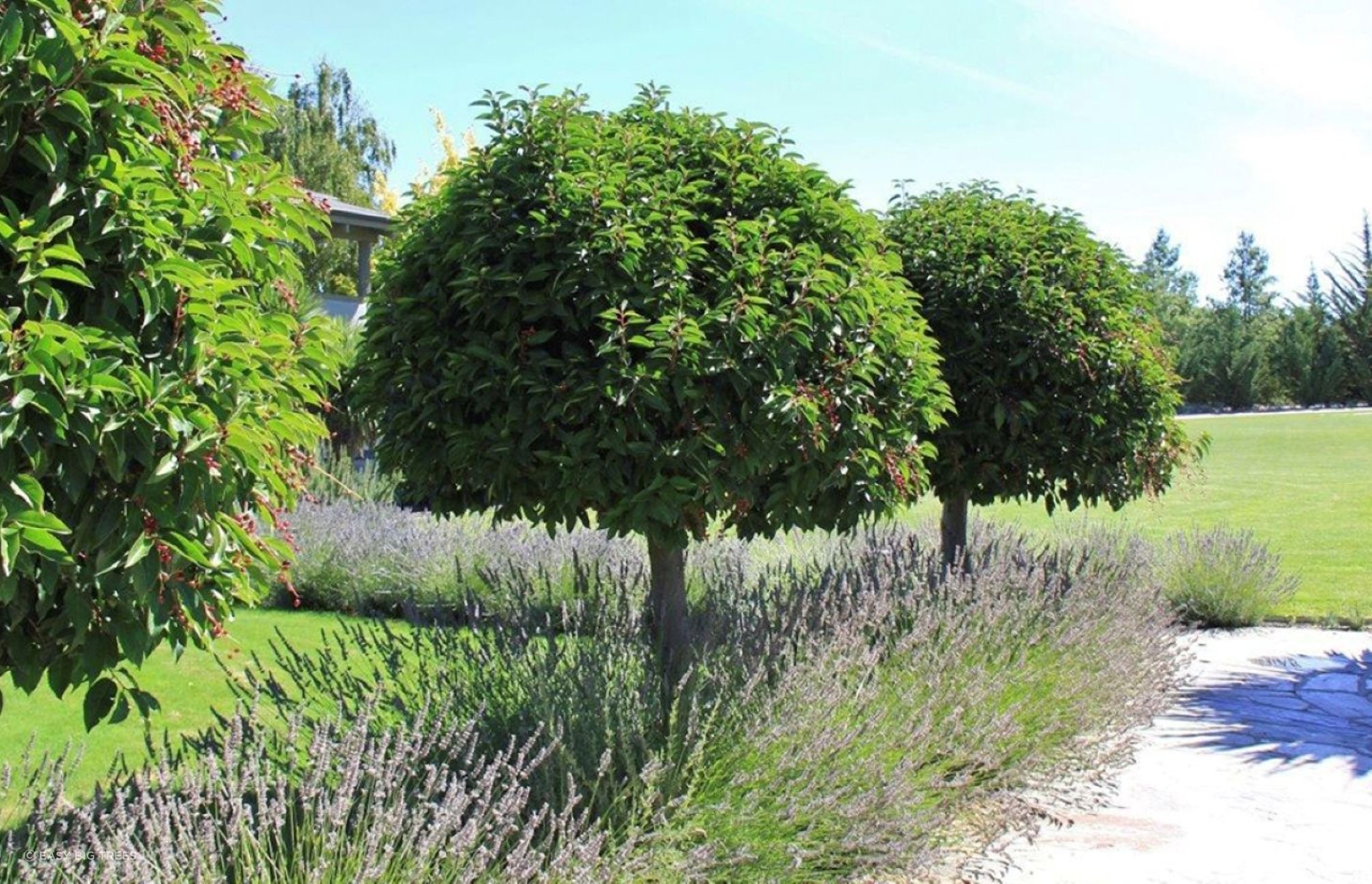 10 Fast Growing Evergreen Trees for Gardens in New Zealand