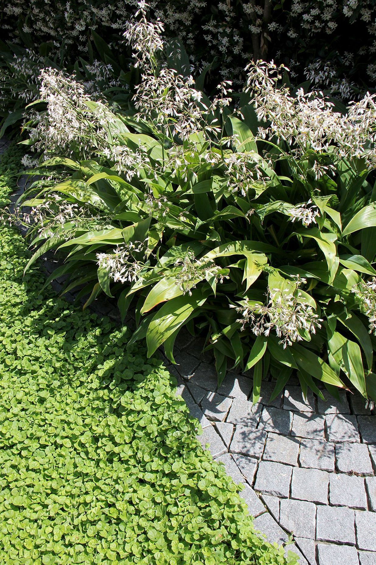 10 of the best groundcovers for Australian backyards and gardens