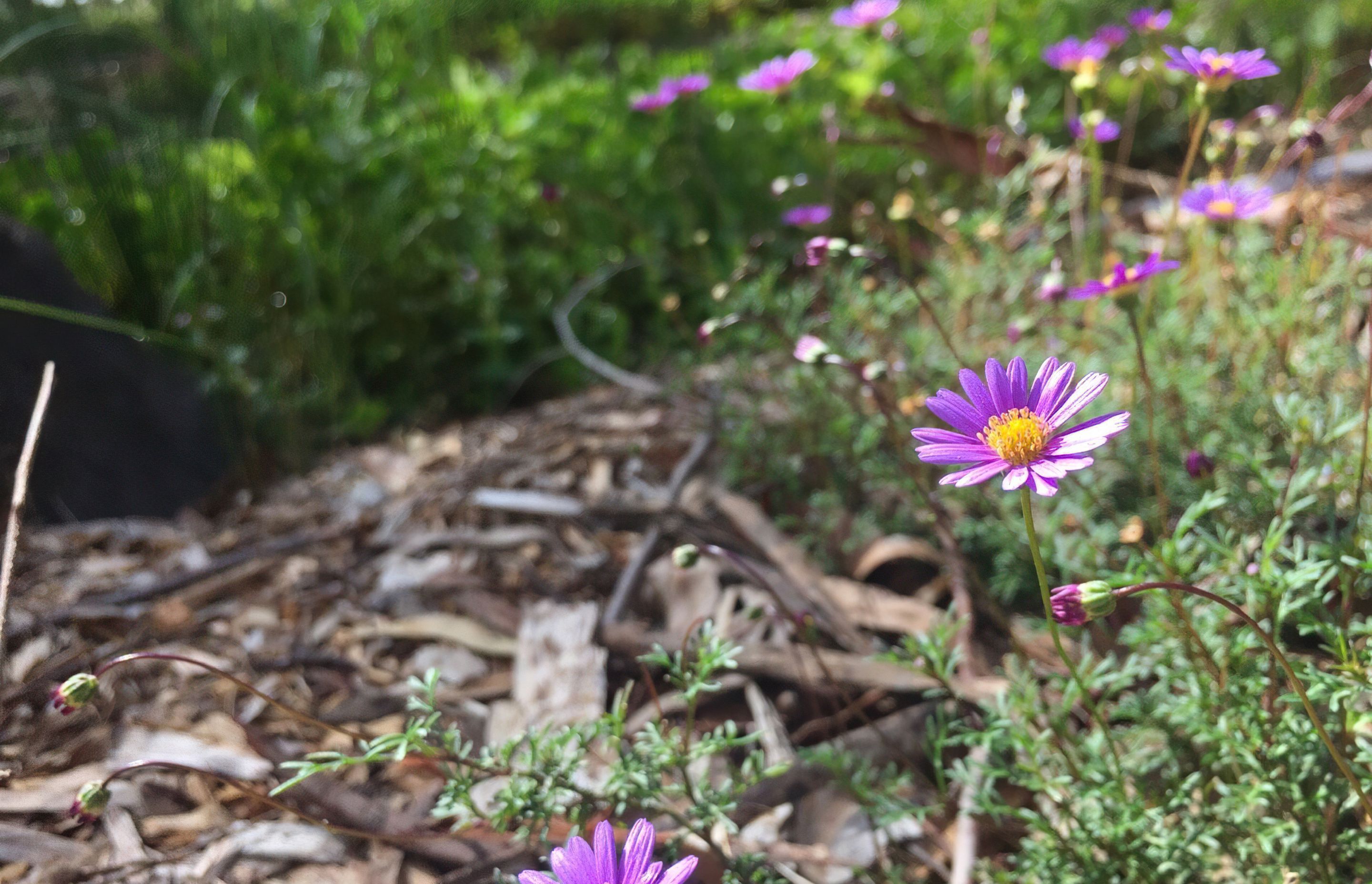 Paraparap by STEM Landscape Architecture & Design | ArchiPro AU