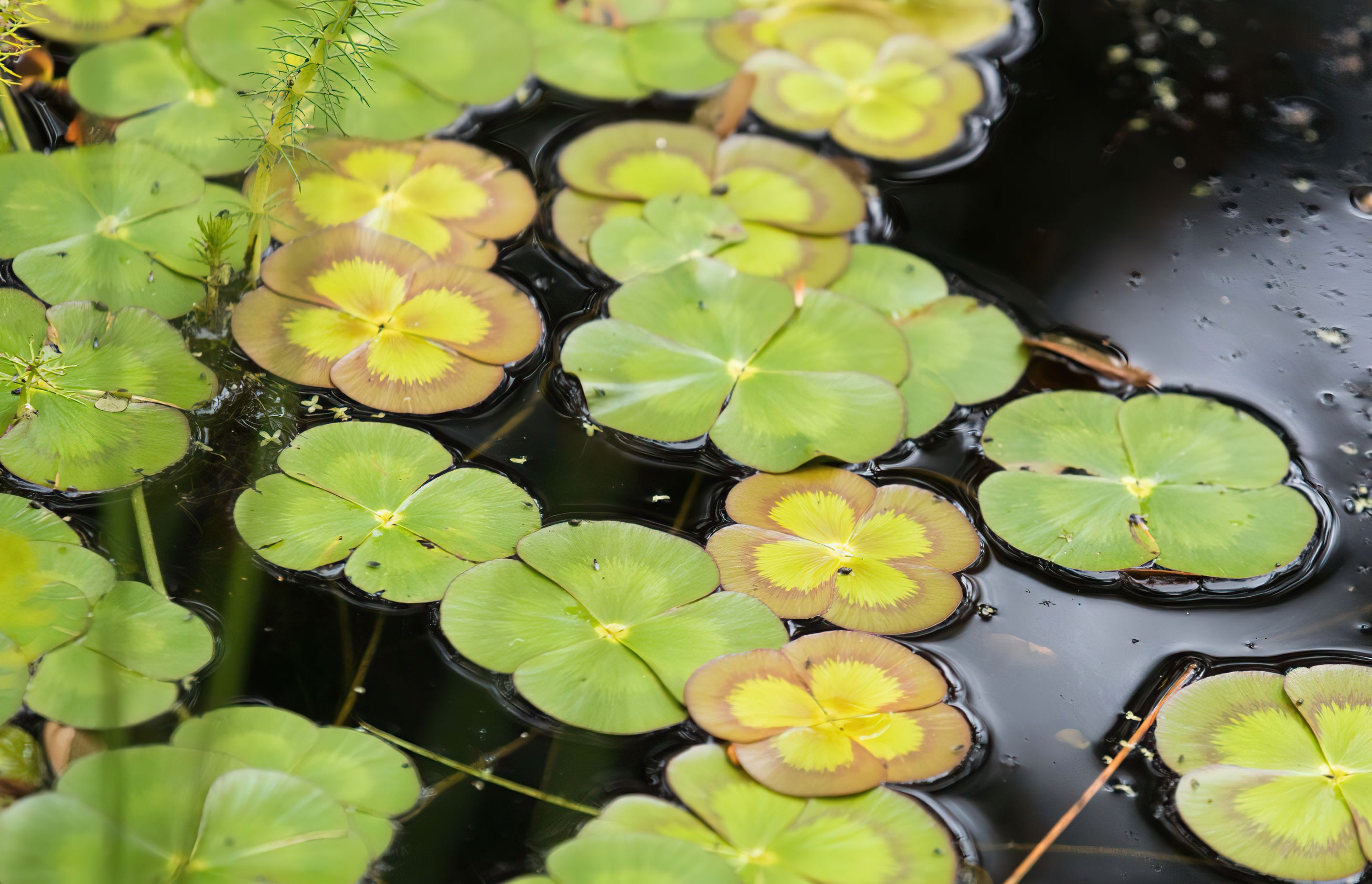 Paraparap by STEM Landscape Architecture & Design | ArchiPro AU