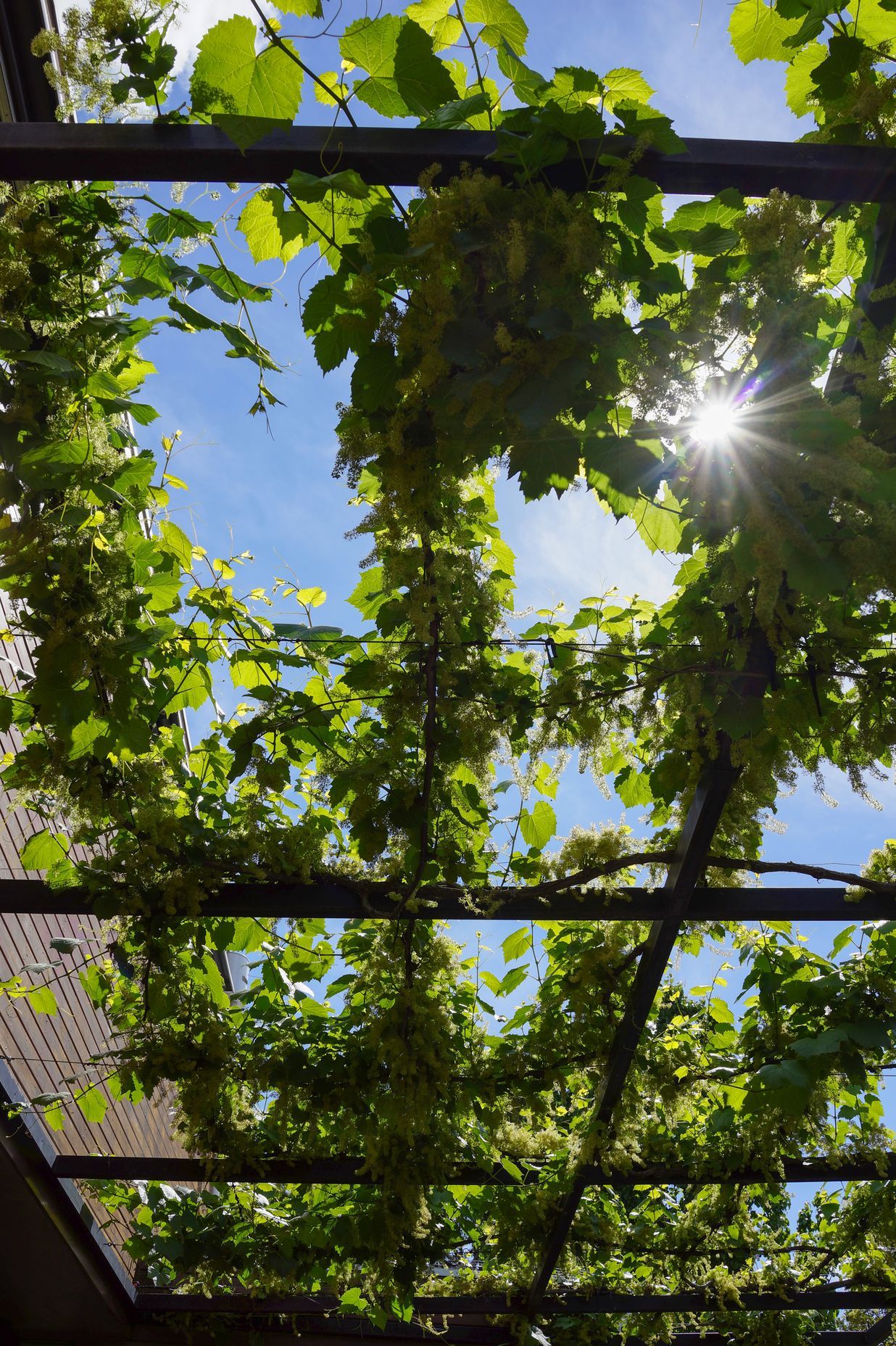 Blackburn by Andy Murray Landscape Design | ArchiPro AU