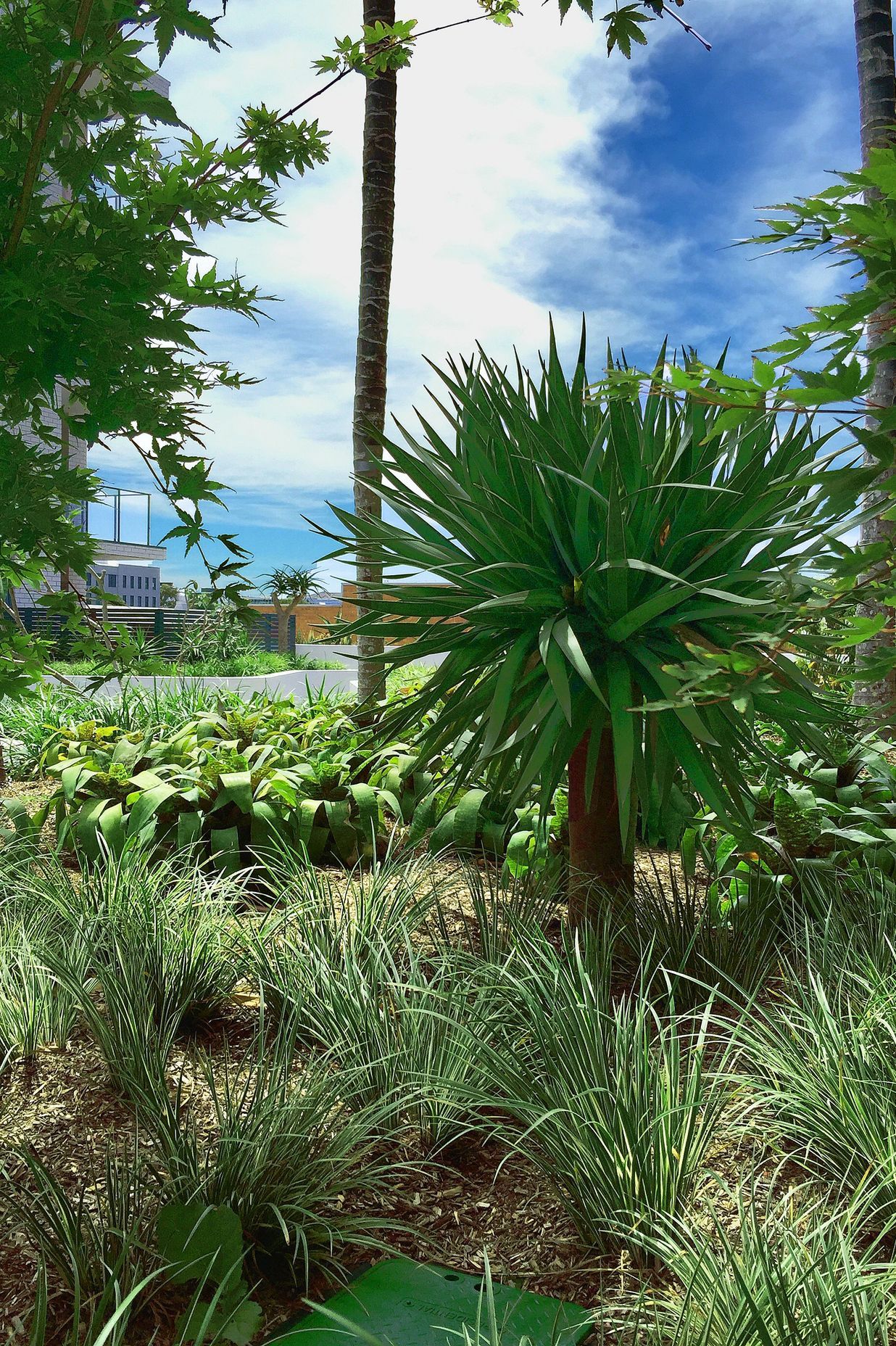 Asper Residential by Umbaco Landscape Architects | ArchiPro AU