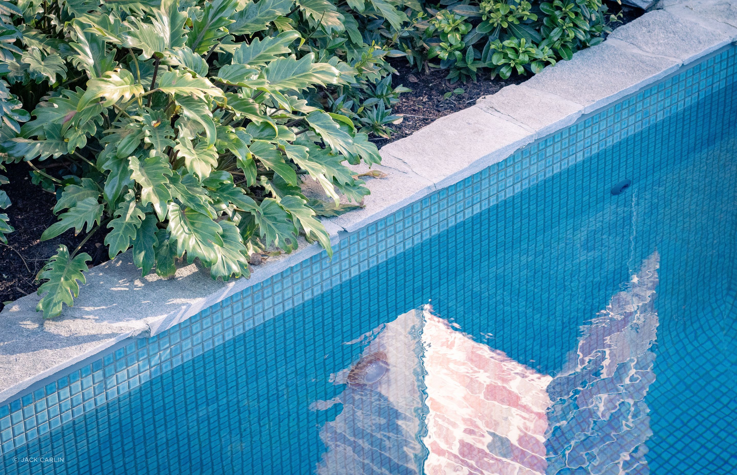 Hawthorn by Andrew Plant Landscapes | ArchiPro AU