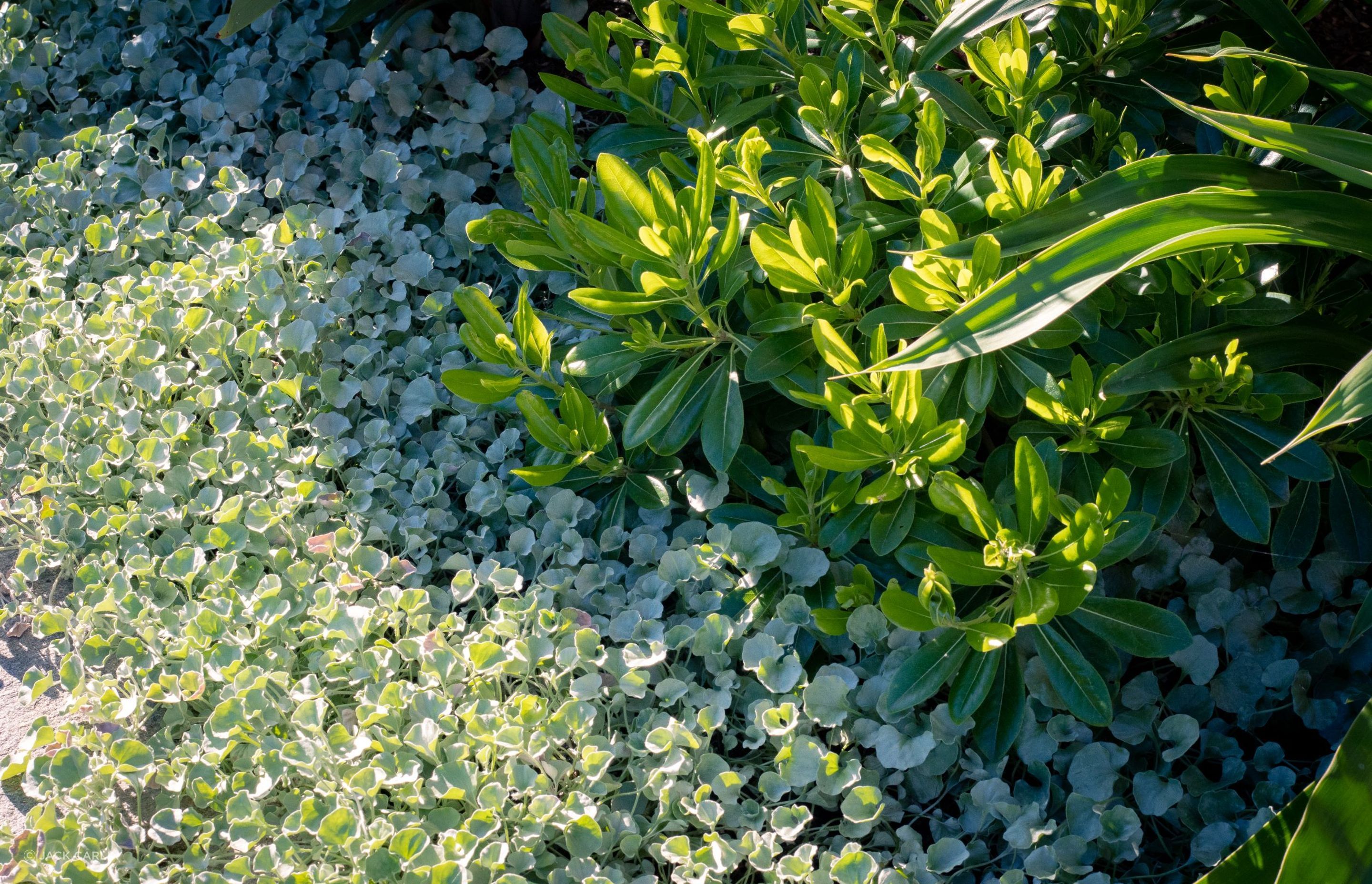 Hawthorn by Andrew Plant Landscapes | ArchiPro AU