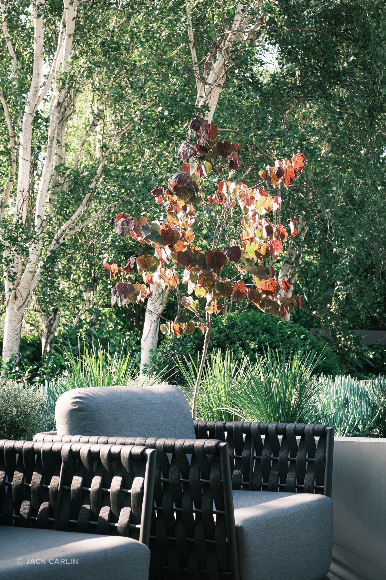 Hawthorn Two by Andrew Plant Landscapes | ArchiPro AU