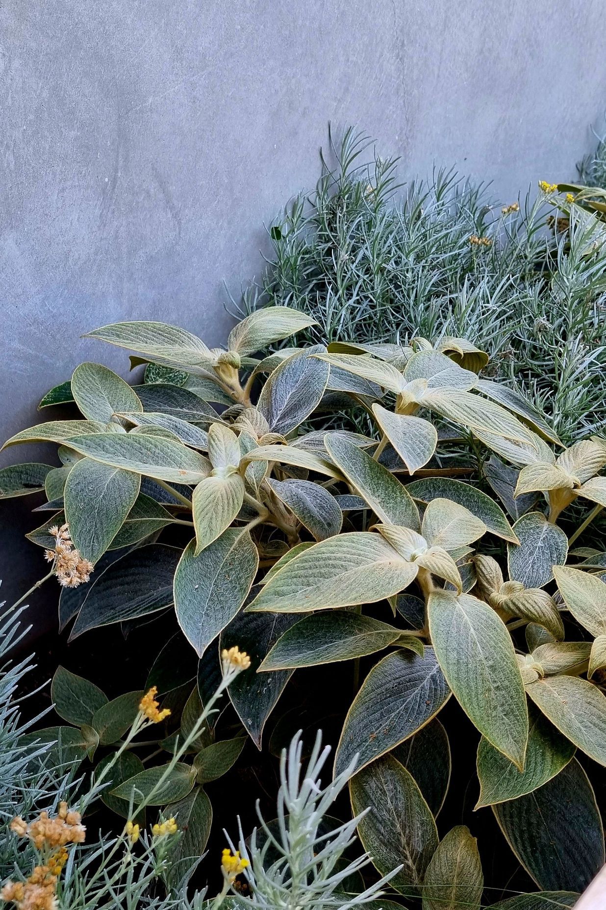 Xavier Hawthorn by Peachy Green | ArchiPro AU