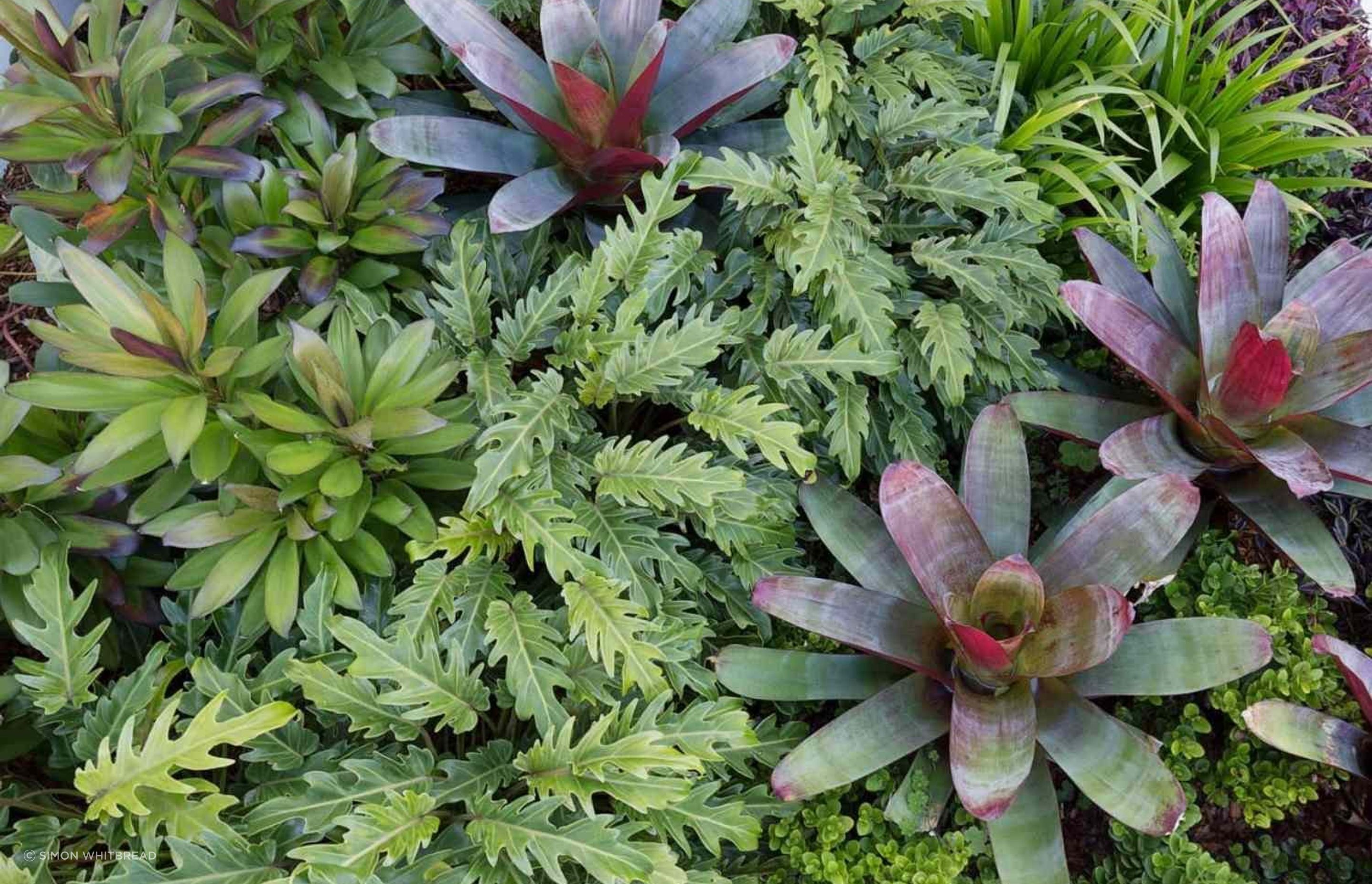 Rozelle - Garden by Garden Society | ArchiPro AU