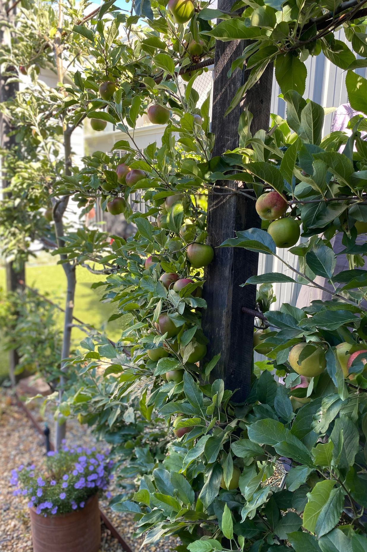 Beaumaris by Lisa Harper Designs | ArchiPro AU