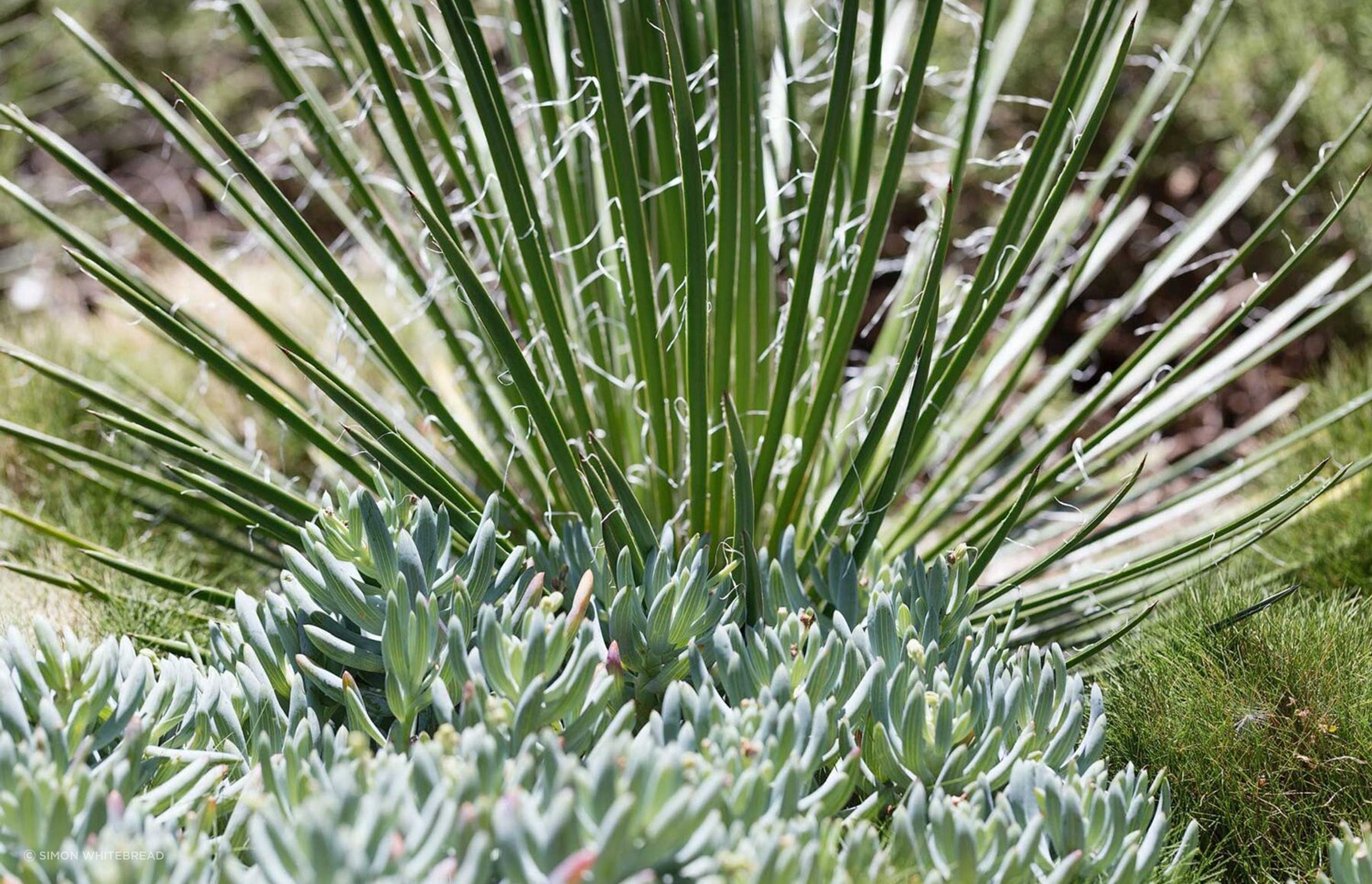 Potts Point Courtyard by Garden Society | ArchiPro AU