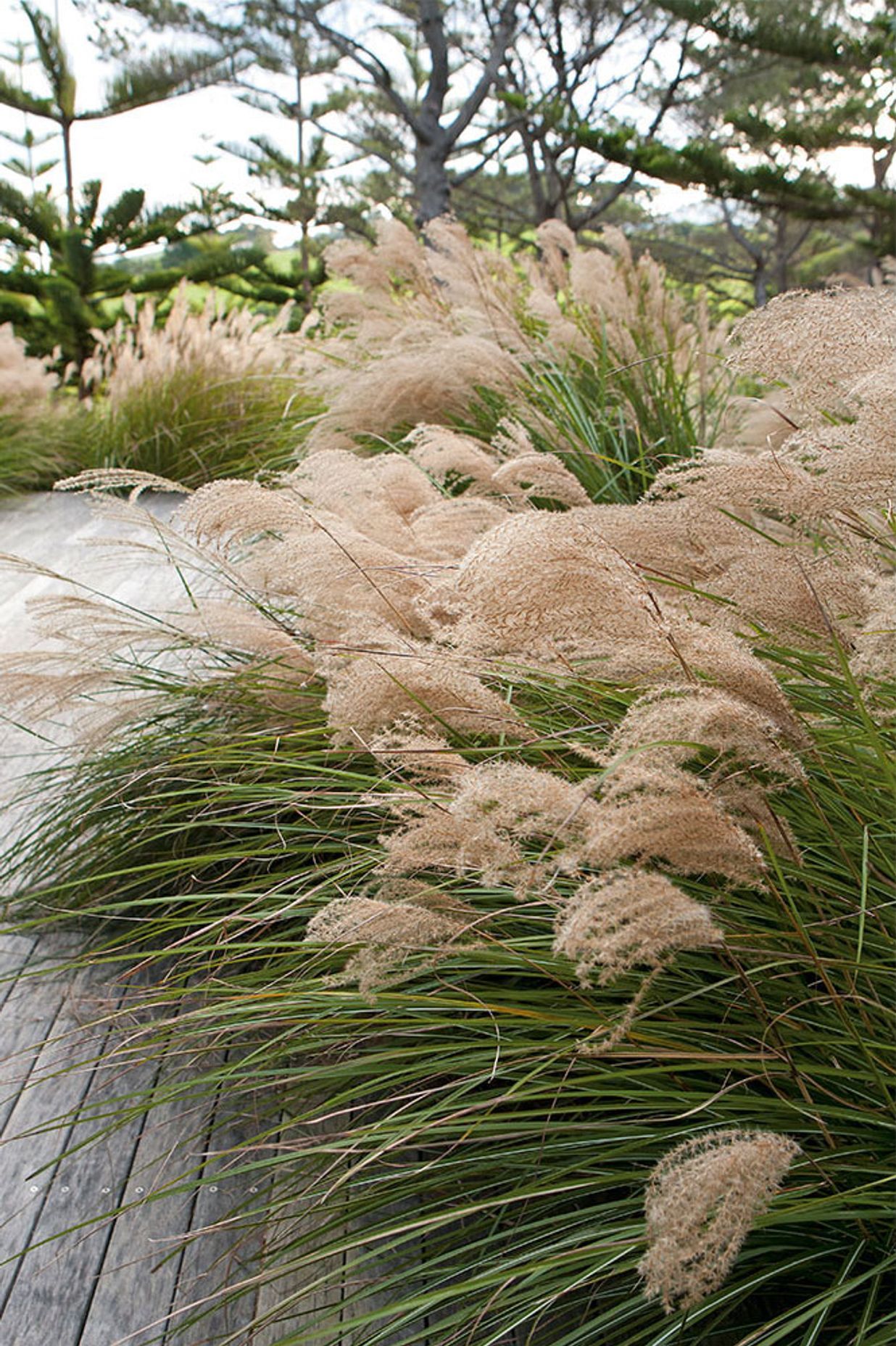 Haxstead by Myles Baldwin Design | ArchiPro AU