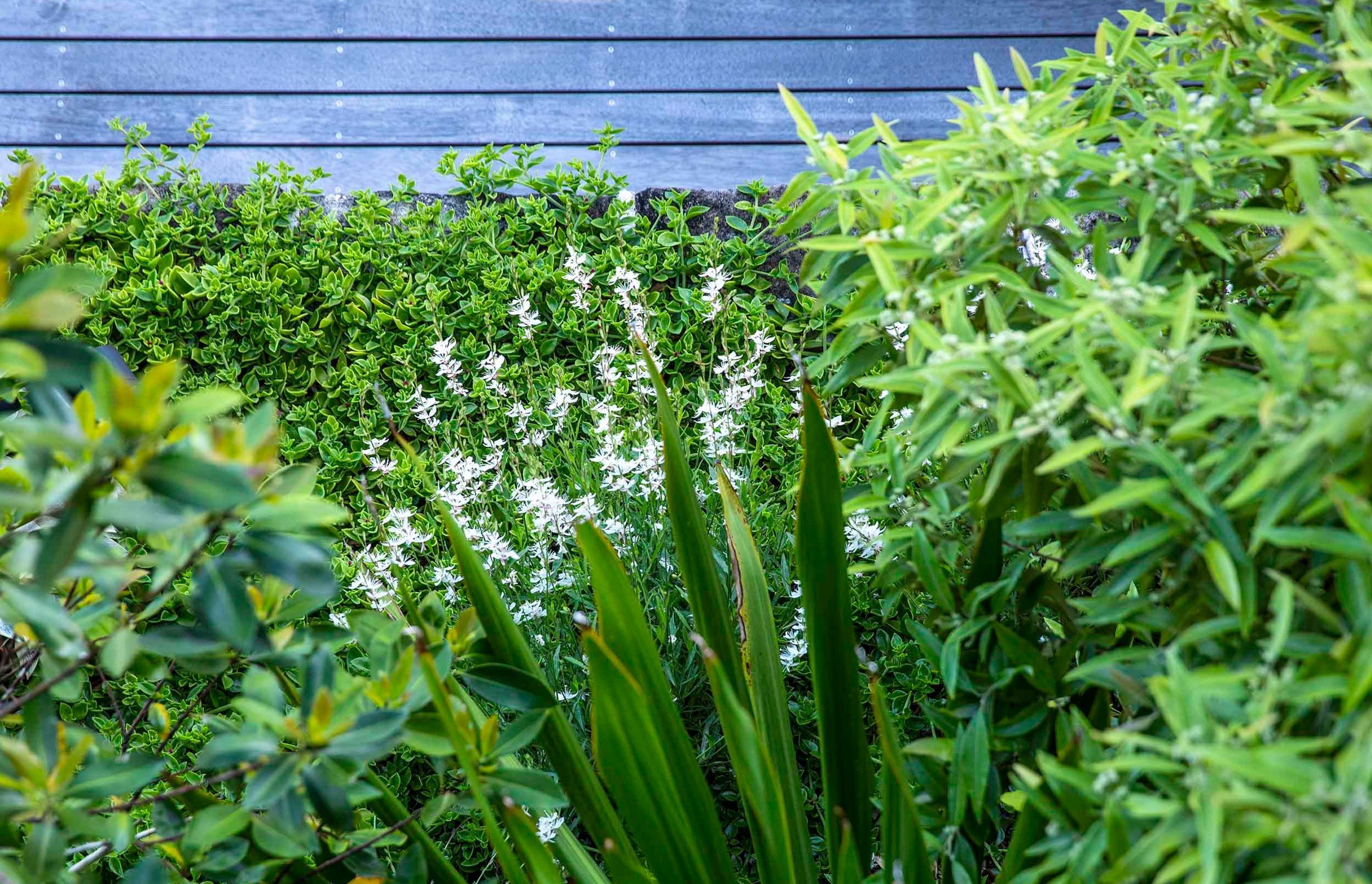 Cascade Garden by Landsberg Garden Design | ArchiPro AU