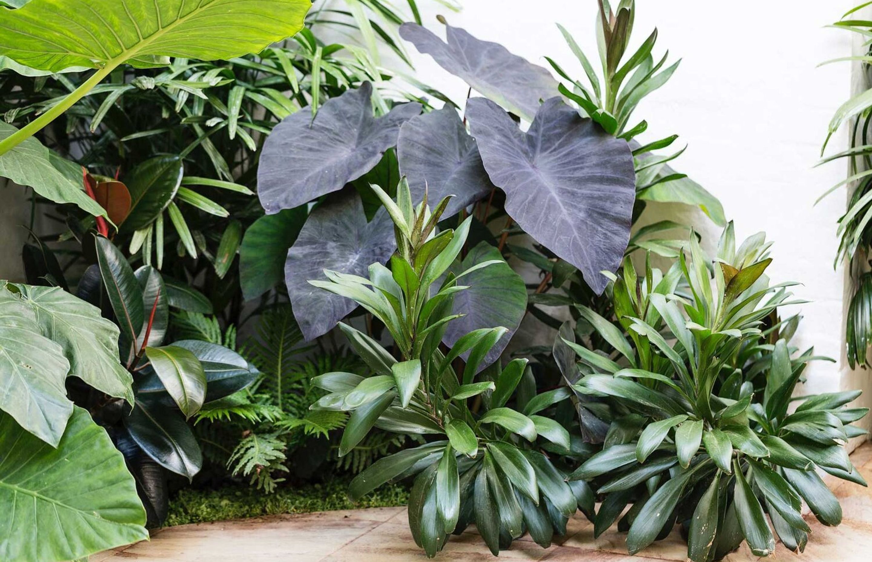 Mosman - Courtyard by Garden Society | ArchiPro AU