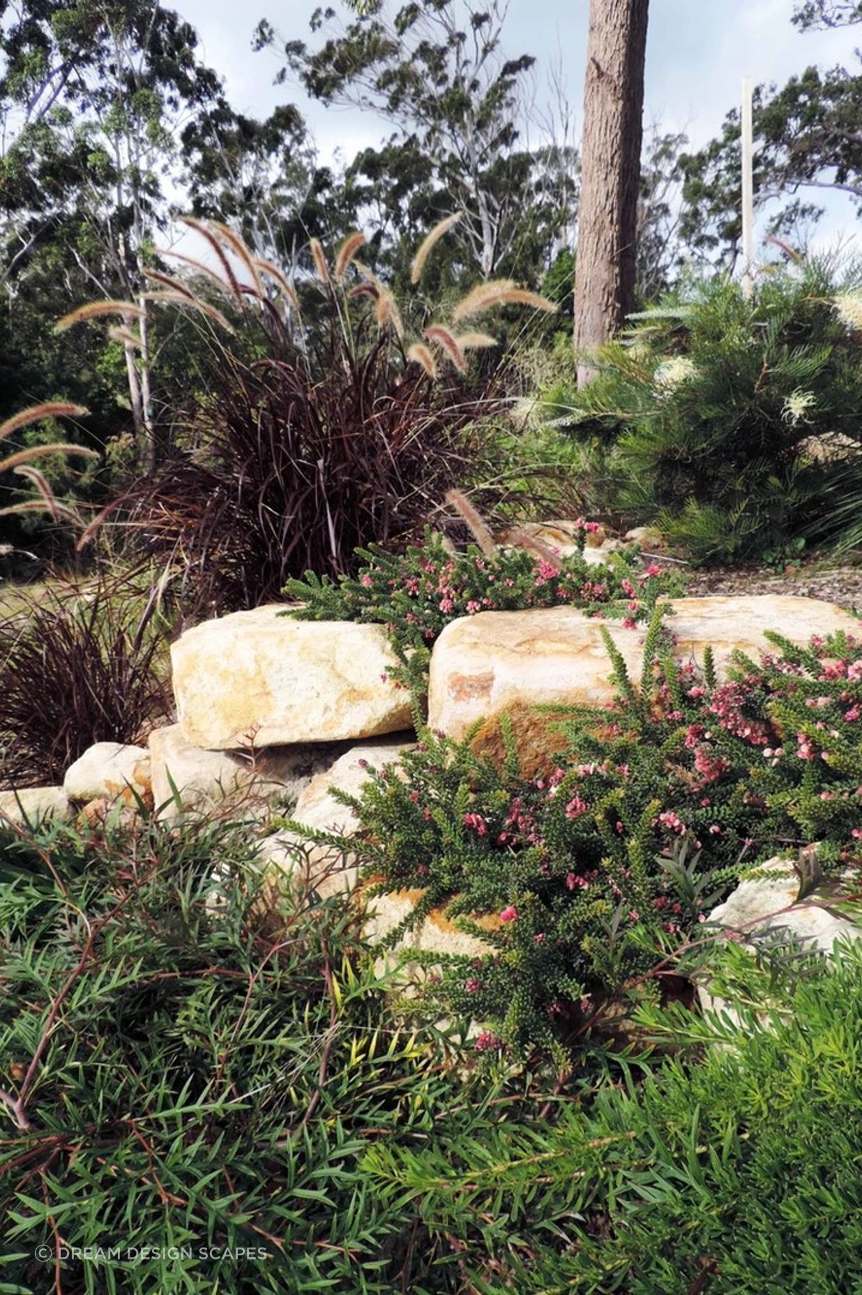 Contemporary Native Garden by Dream Design Scapes | ArchiPro AU