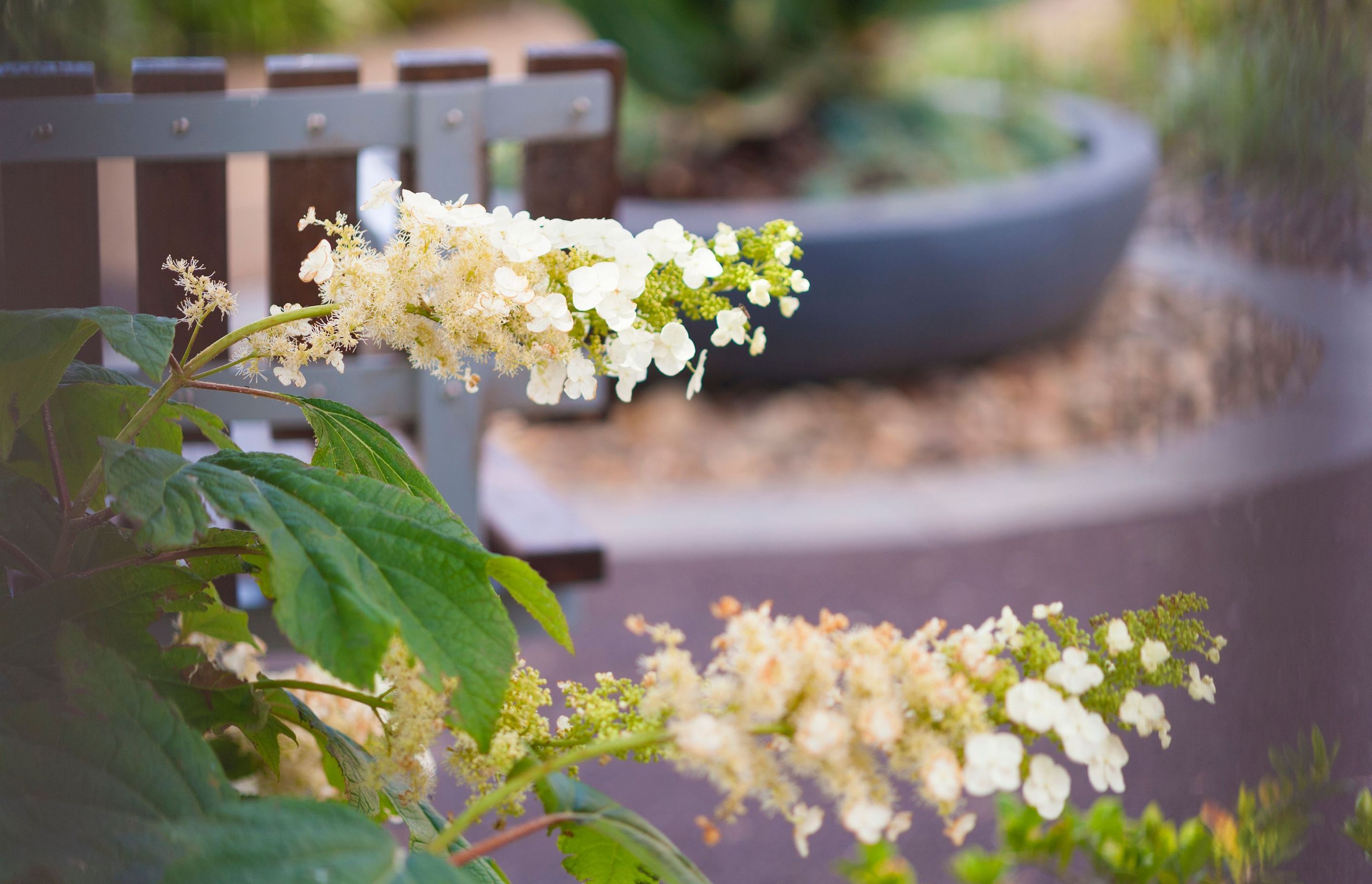 Dementia Therapy Garden Werribee by Kelly Royle Landscape Architecture ...