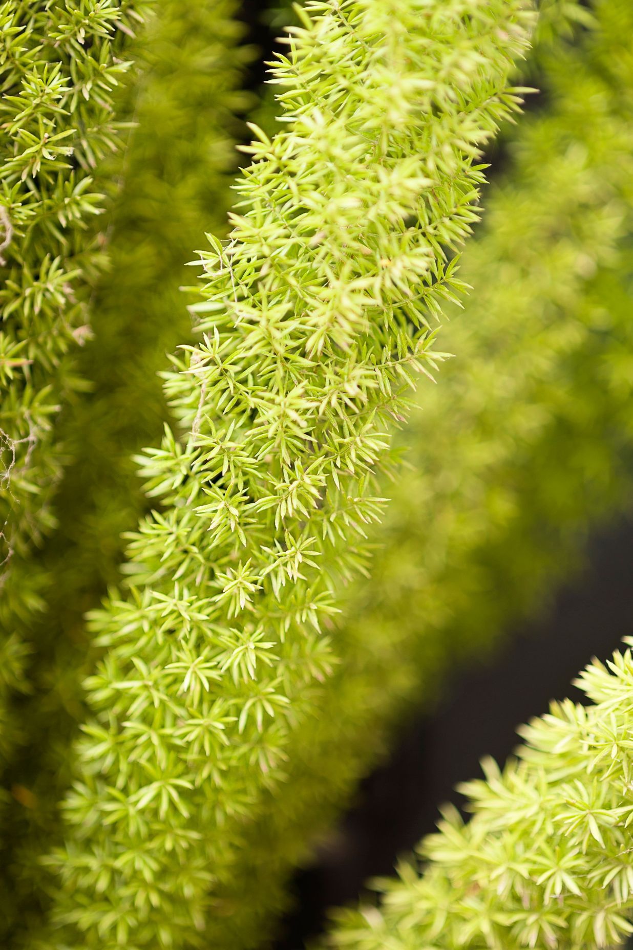 Dementia Therapy Garden Werribee by Kelly Royle Landscape Architecture ...