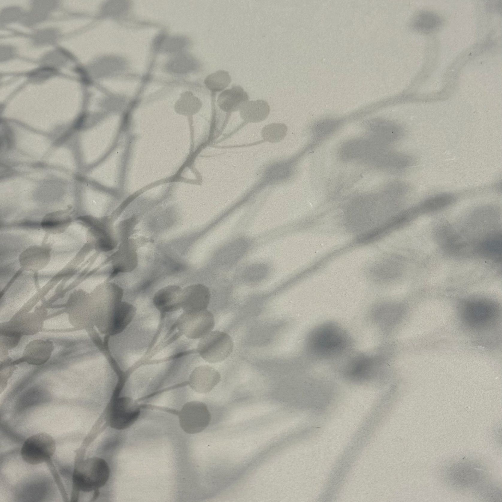 Polished Plaster | Apollo Grey | ArchiPro AU