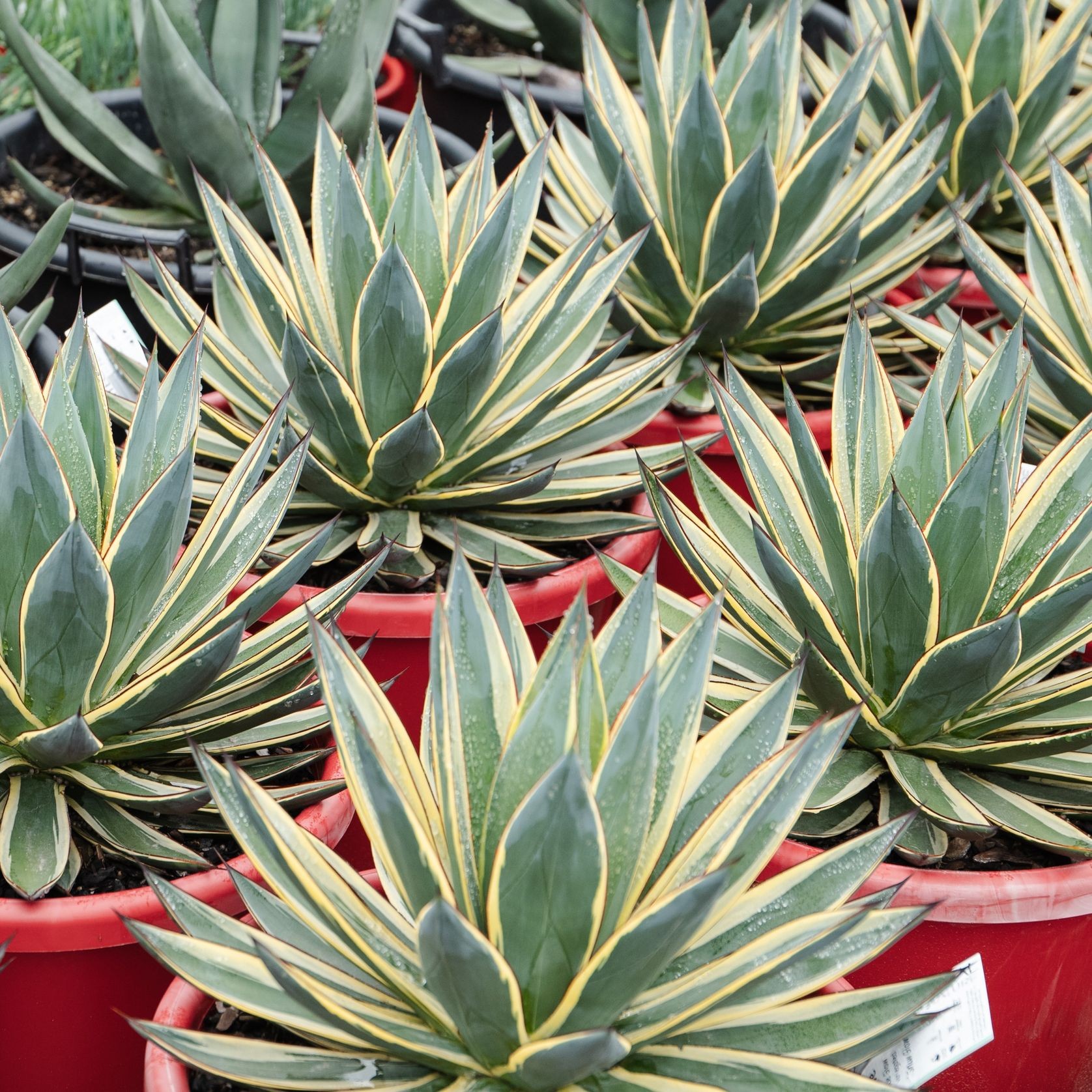 Agave Snow Glow | Plants | ArchiPro AU