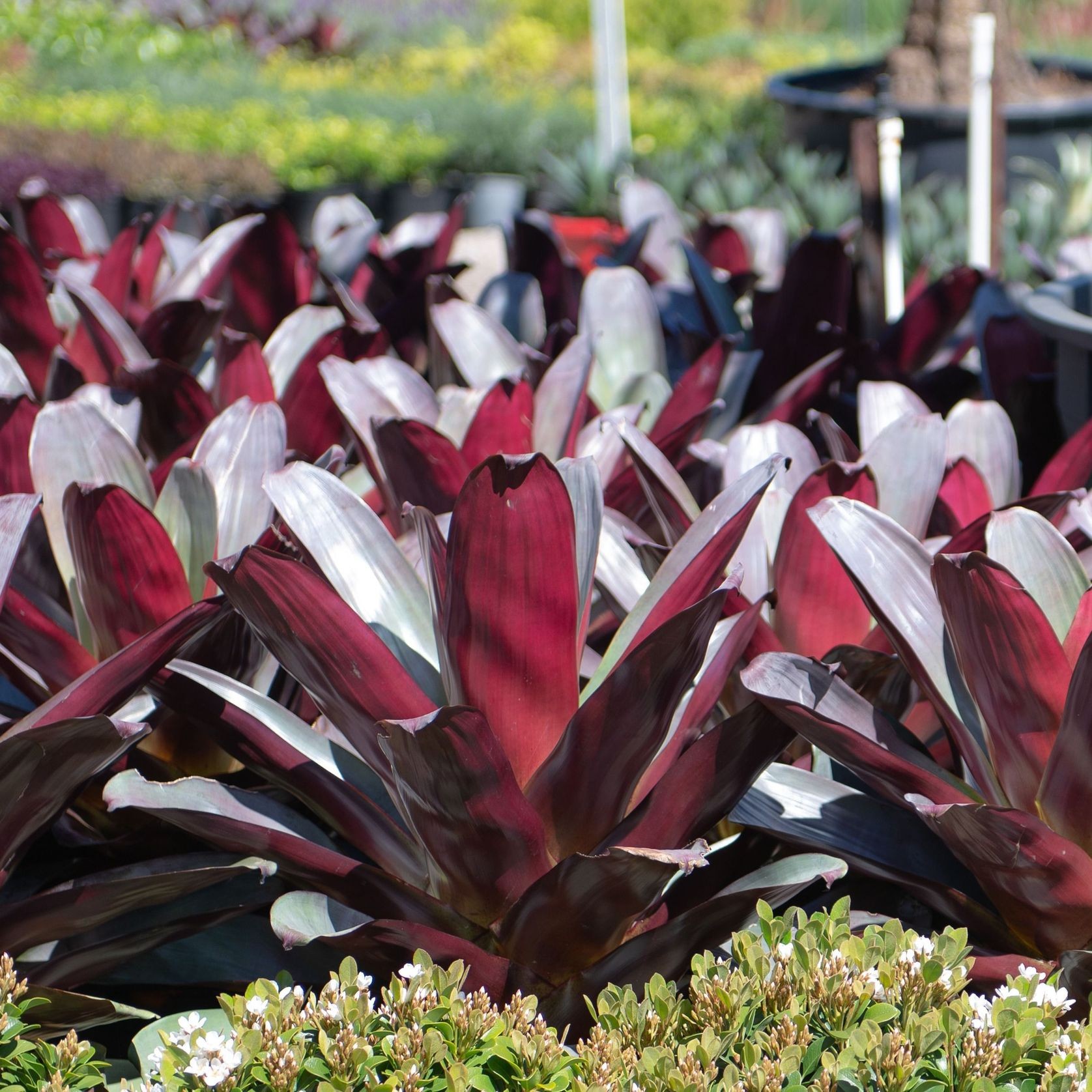 Alcantarea Imperialis Silver Plum | Plants | ArchiPro AU