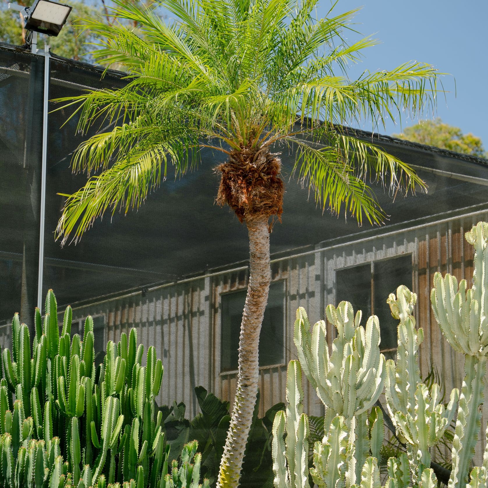 Phoenix Roebelenii | Plants | ArchiPro AU