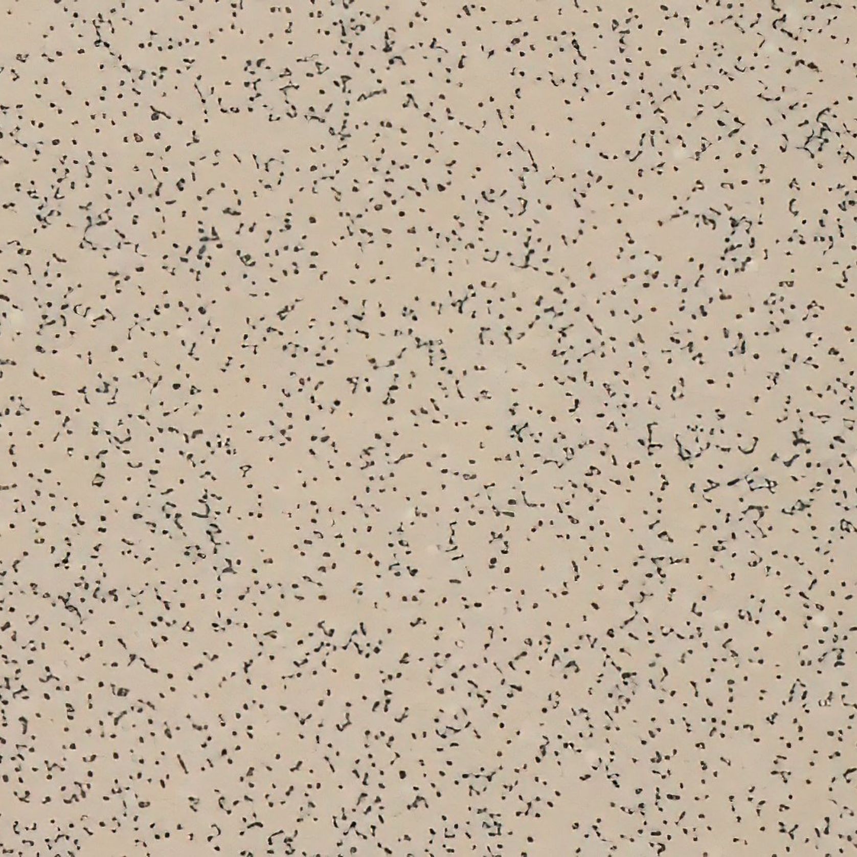 Altro Stronghold™ 30 Adhesive–Free - R12 Flooring | ArchiPro AU