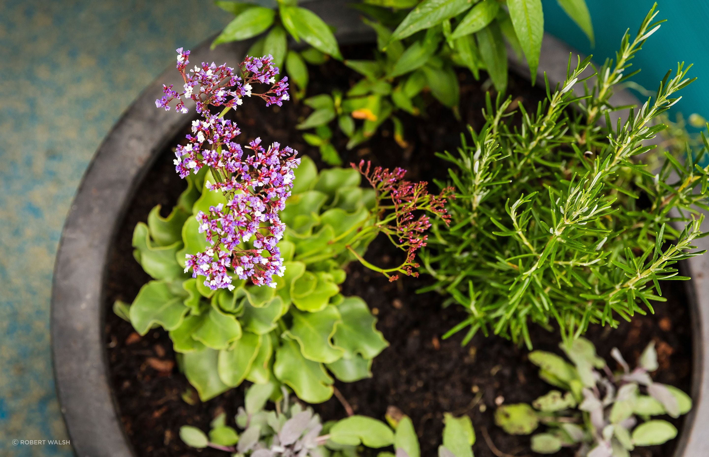 Uspace by Landsberg Garden Design | ArchiPro AU