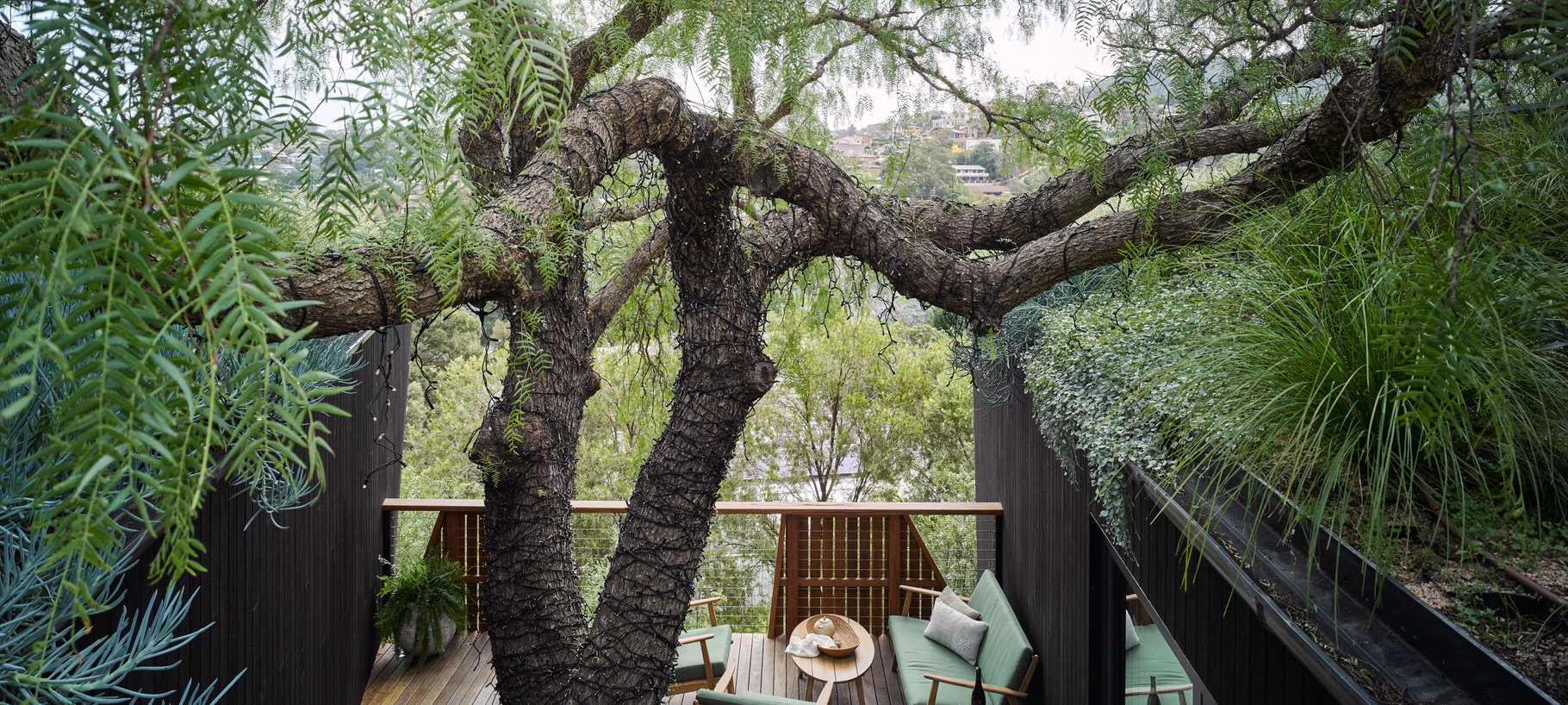 A majestic pepper tree becomes the centrepiece of this sustainability ...