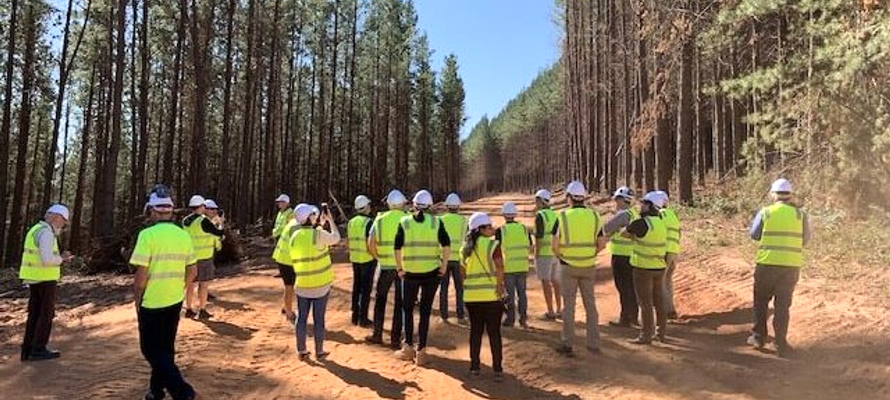 Celebrating power of forests for good
