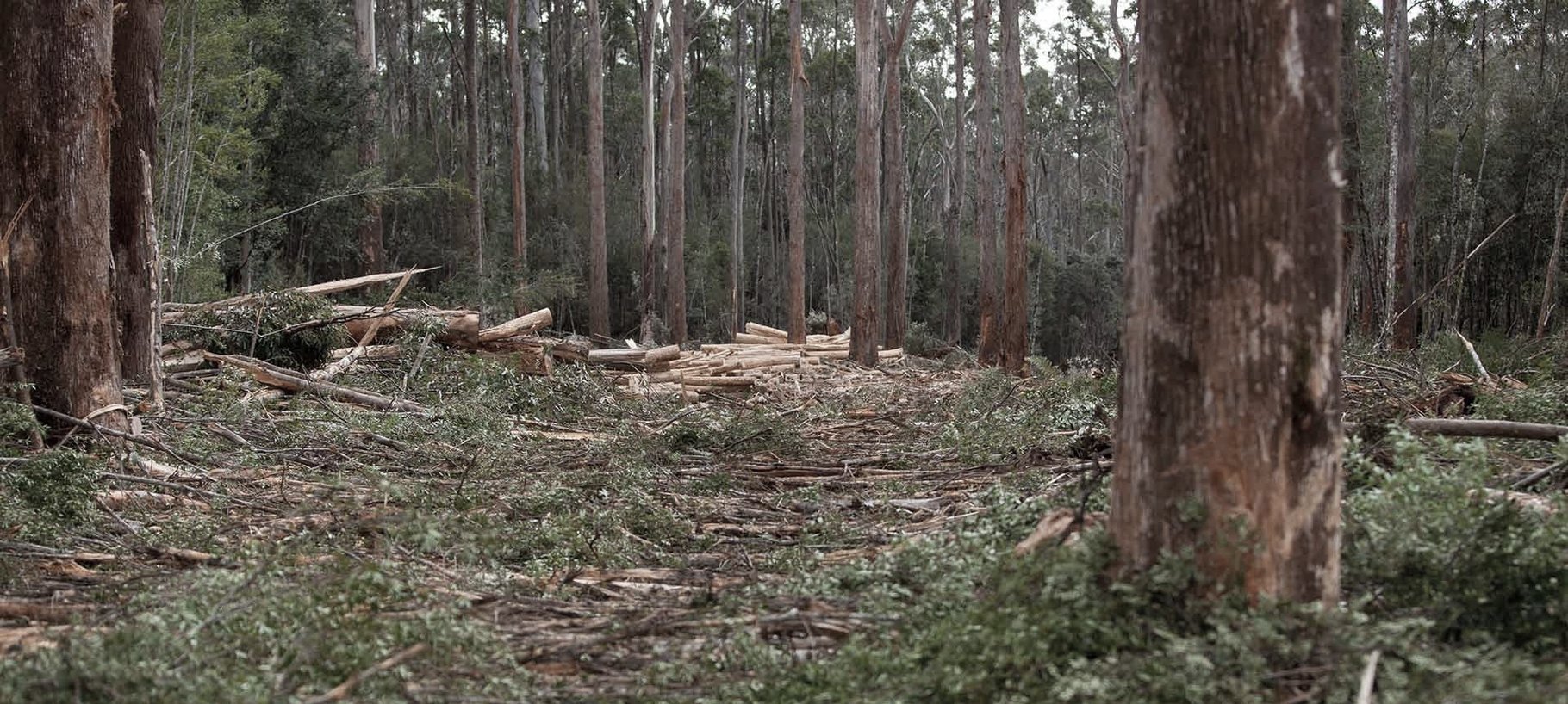 Forests come in all shapes and sizes