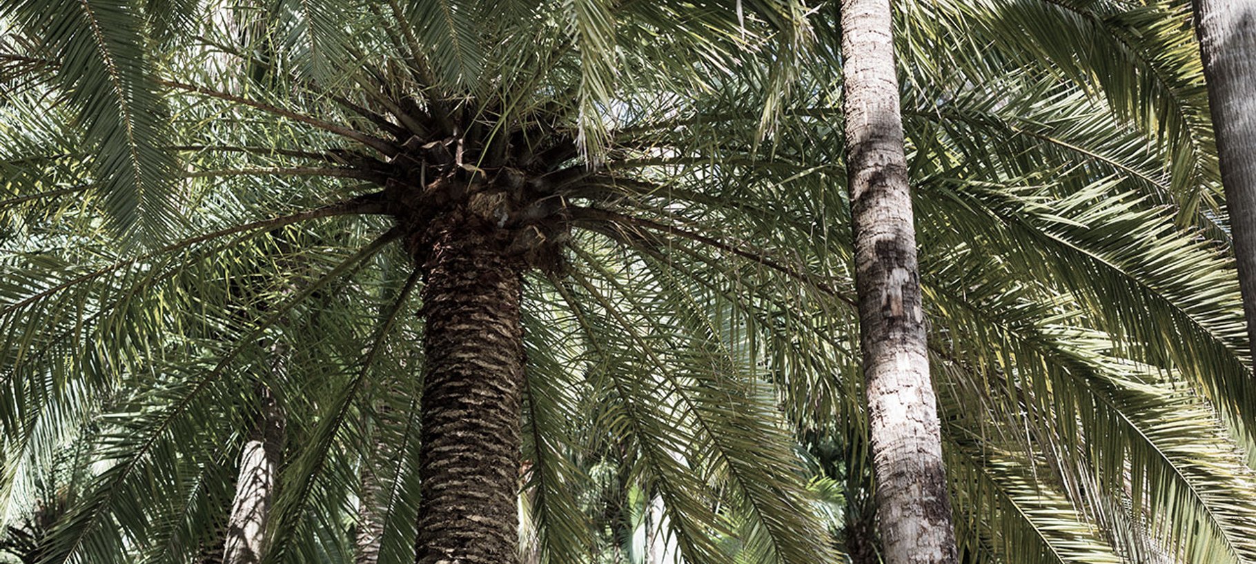 Why it’s Time to Stop Throwing Shade at Trees