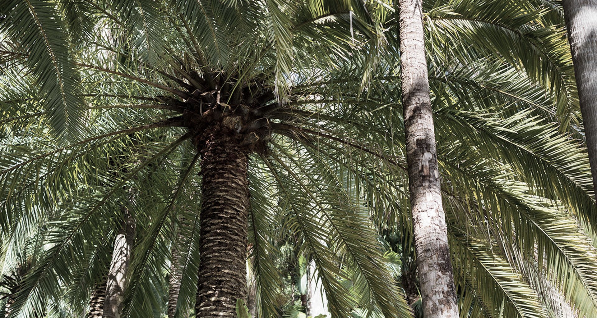 Why it’s Time to Stop Throwing Shade at Trees