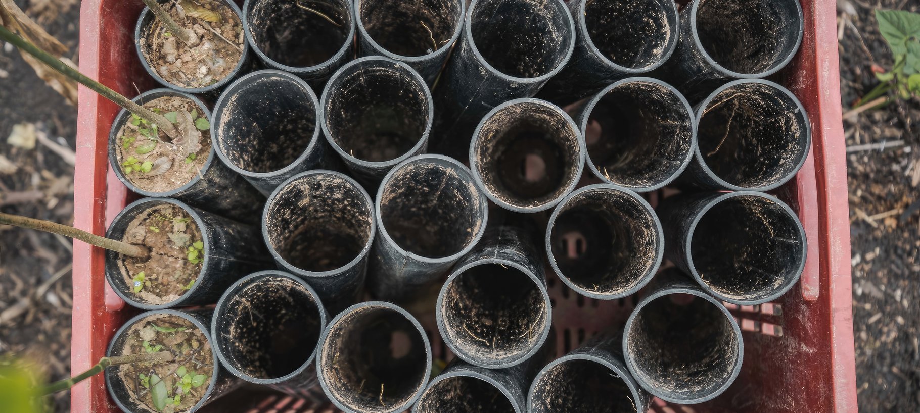 CUTEK® Partners with One Tree Planted to Restore Deforested Areas