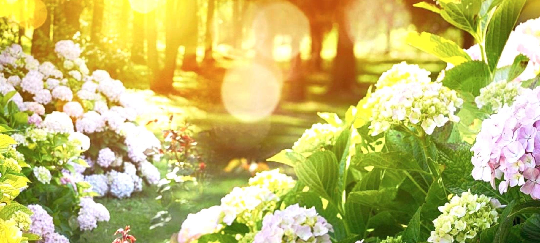 How To Solve Your Summer Gardening Problems