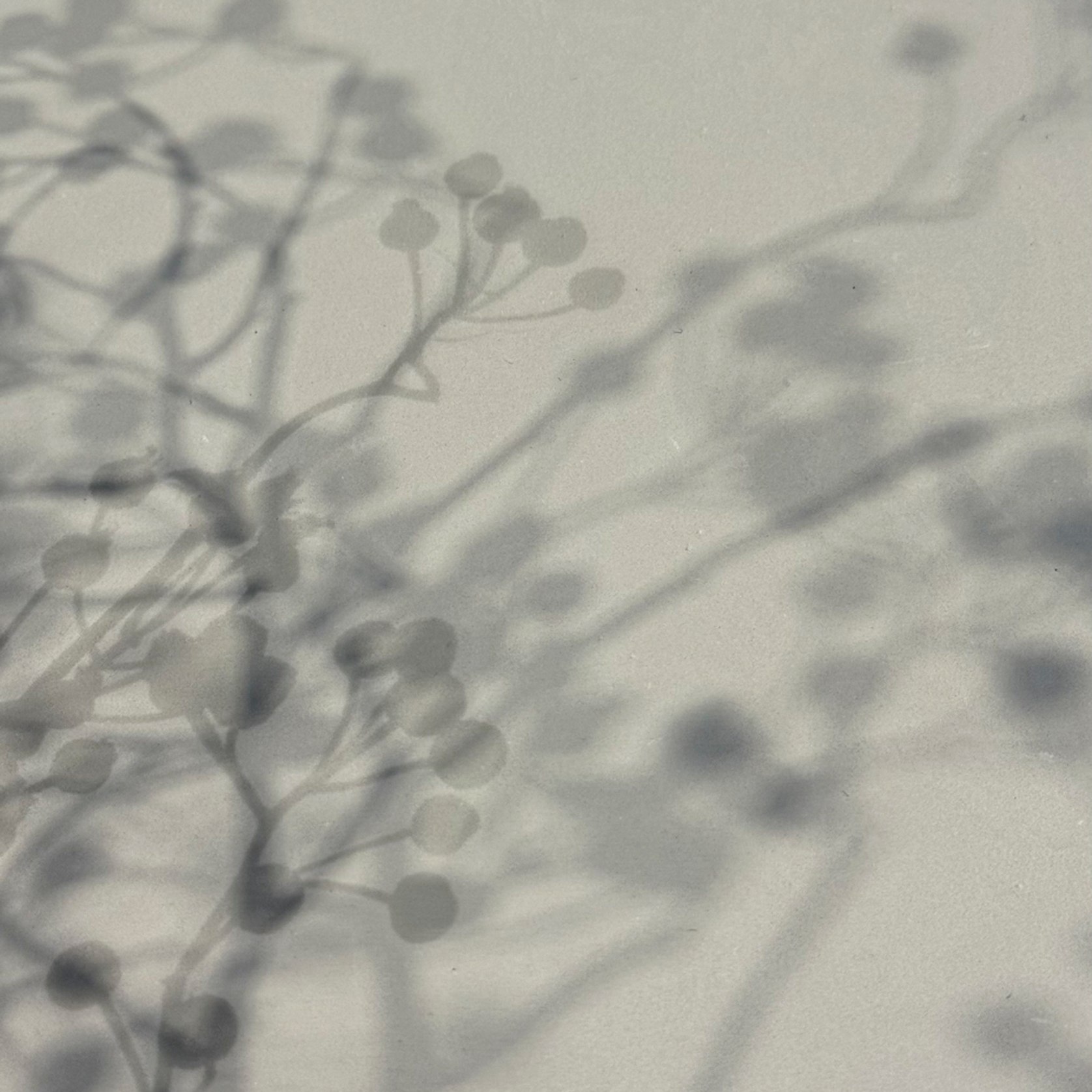 Polished Plaster | Apollo Grey | ArchiPro AU