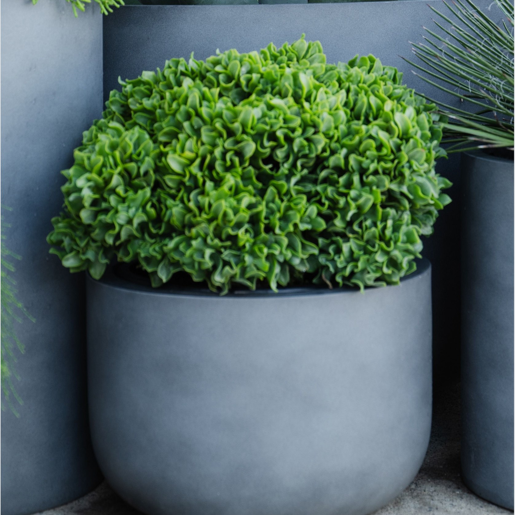 Crassula Max Cook | Plants | ArchiPro AU