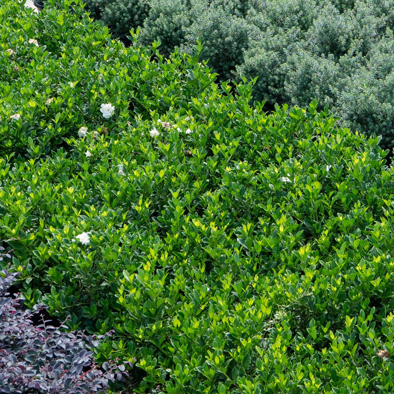 Gardenia Augusta Florida | Plants | ArchiPro AU