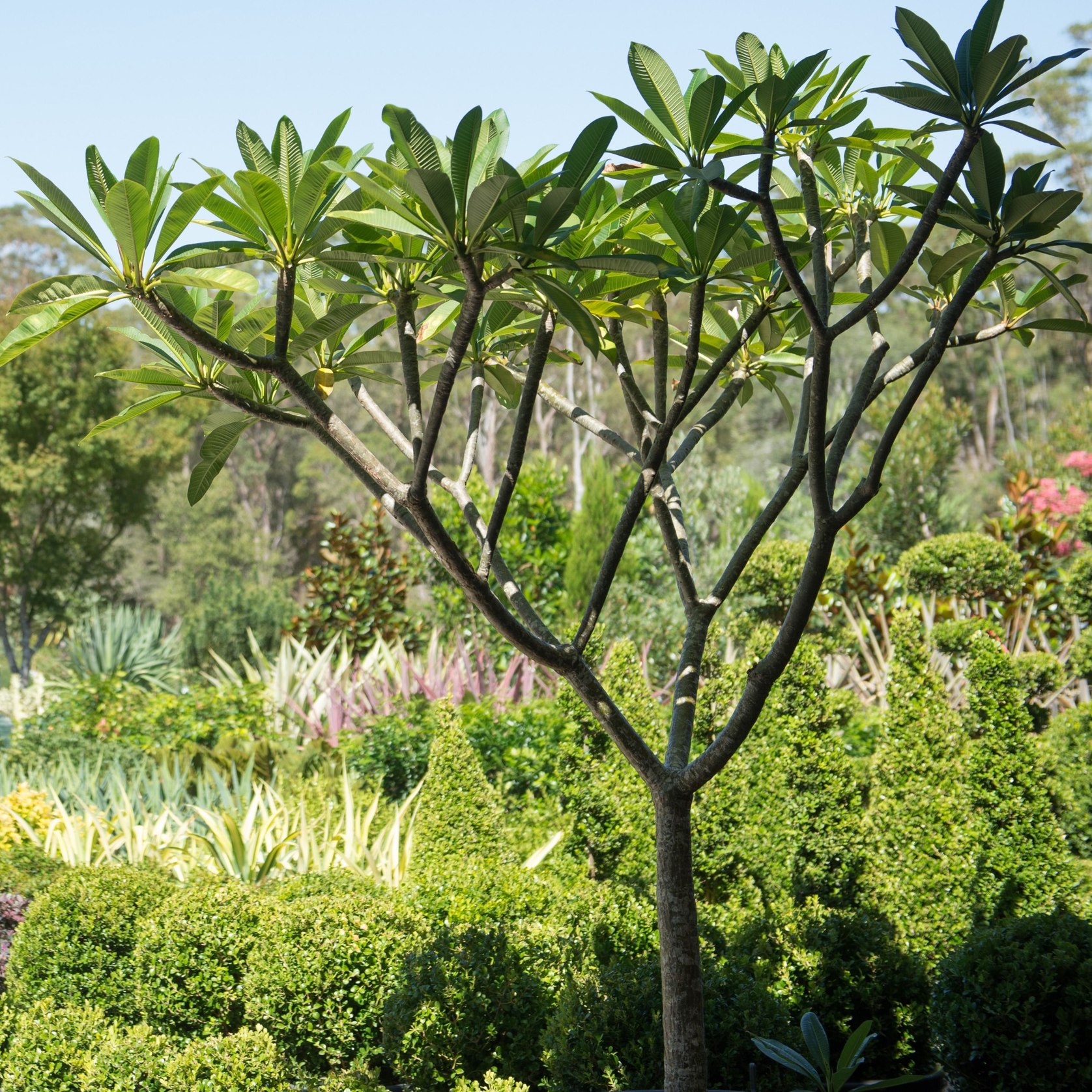 Plumeria Acutifolia | Plants | ArchiPro AU