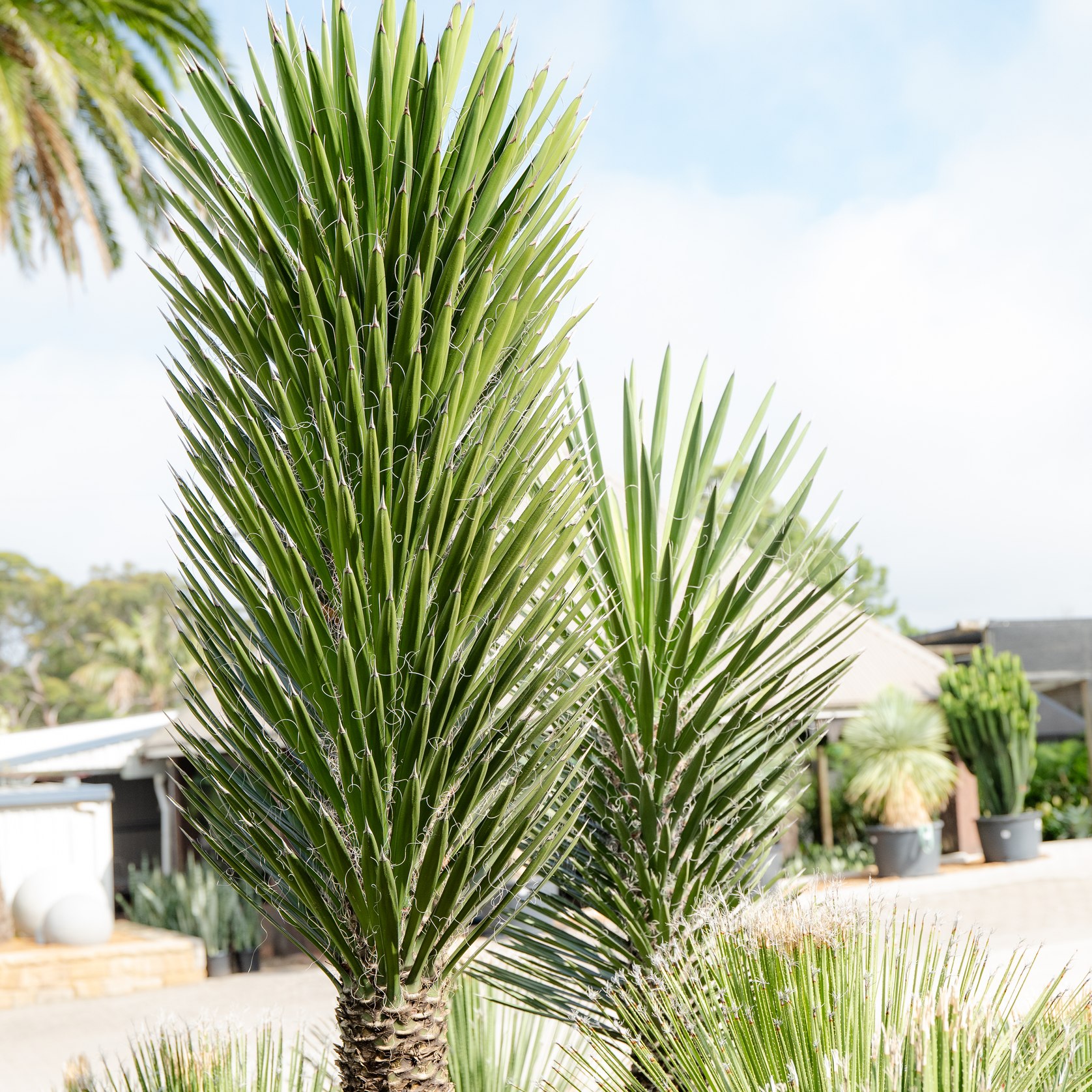 Yucca Filifera | Plants | ArchiPro AU