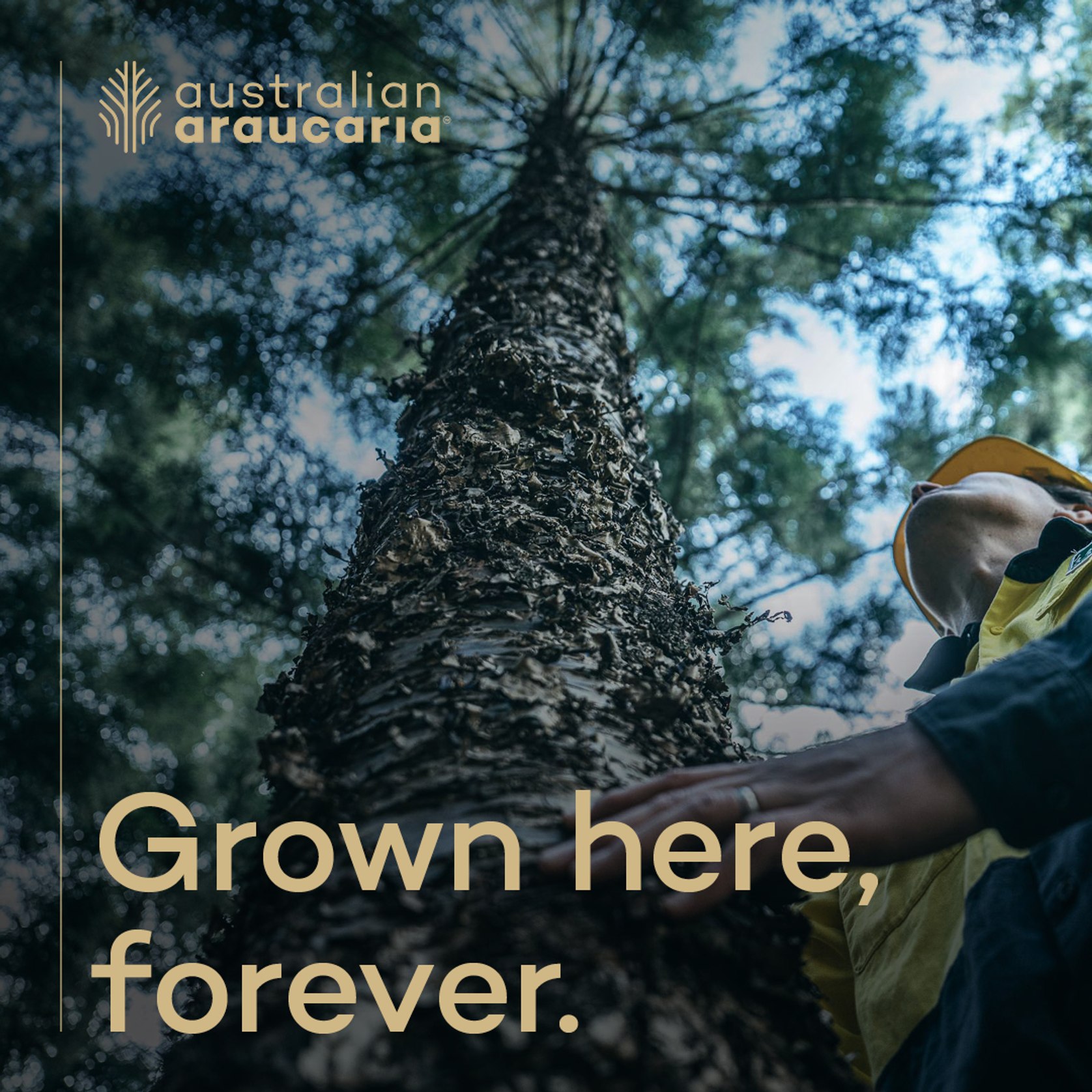 Australian Araucaria - Premium Timber Species | ArchiPro AU