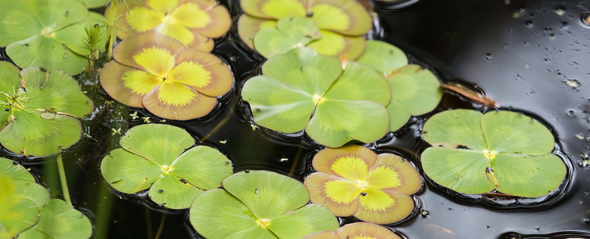 Paraparap by STEM Landscape Architecture & Design | ArchiPro AU