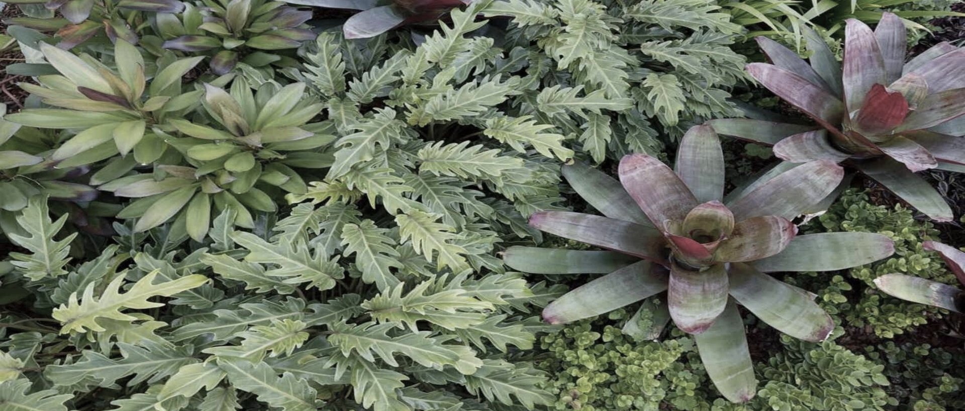 Rozelle - Garden by Garden Society | ArchiPro AU